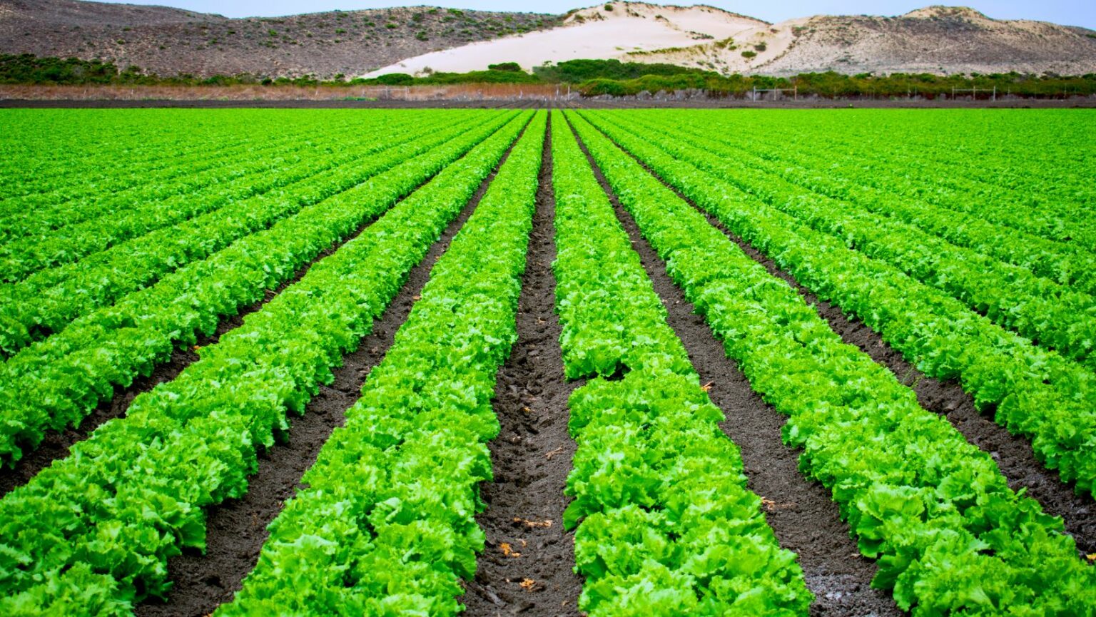 How Green Revolution Technology Transformed Modern Agriculture: Key ...