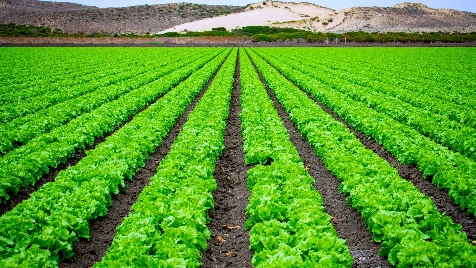 How Green Revolution Technology Transformed Modern Agriculture: Key ...