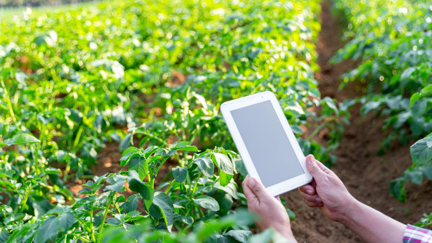 How Green Revolution Technology Transformed Modern Agriculture: Key ...